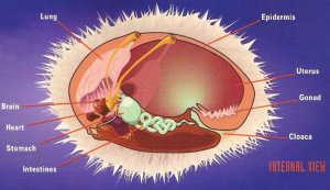 STAR TREK:TRIBBLES | LAS CRÓNICAS DE STAR TREK (THE CHRONICLES OF STAR ...